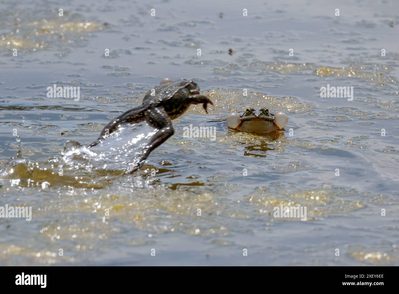 Male marsh frogs in competition hi-res stock photography and images - Alamy