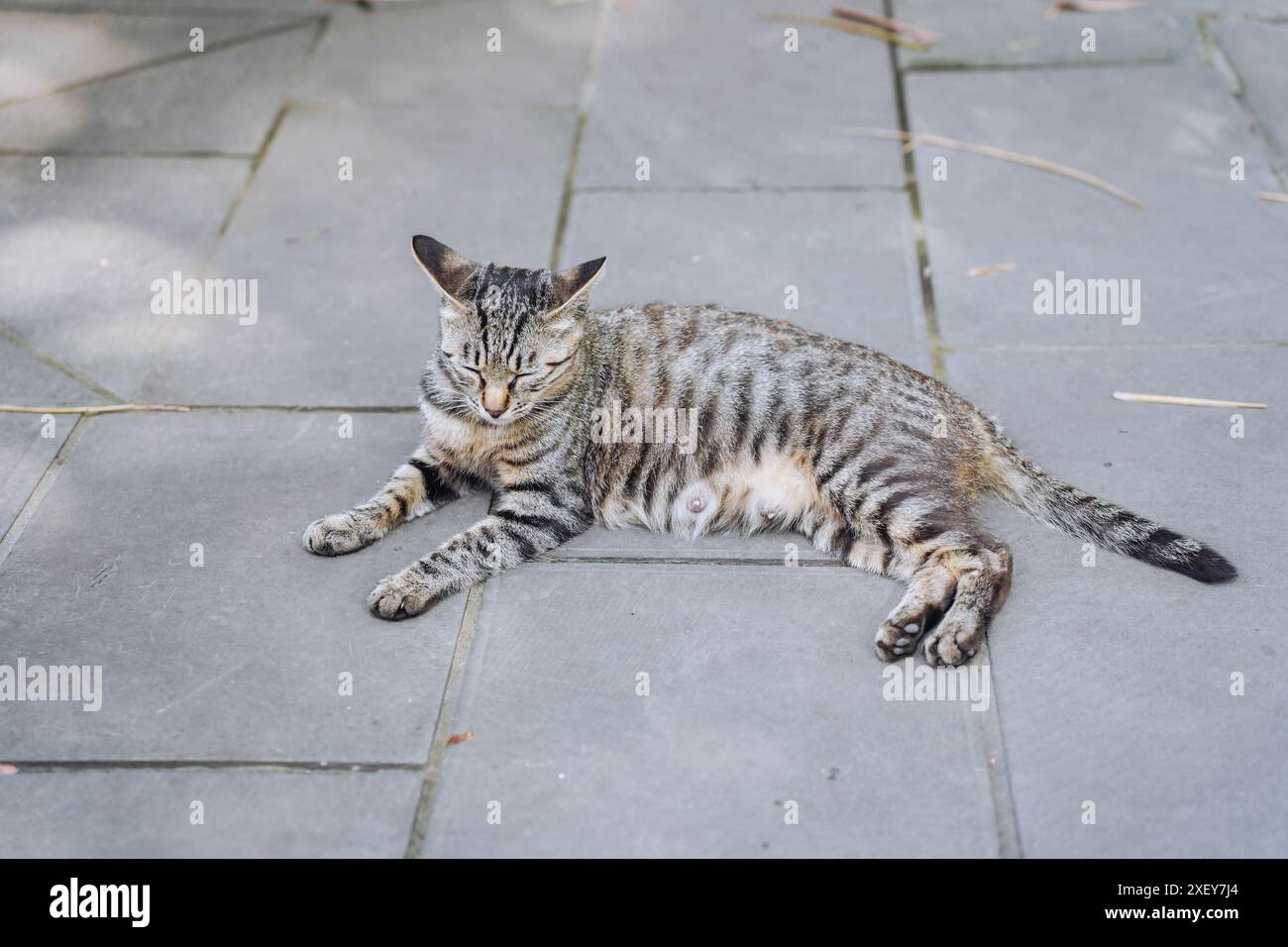 Chinese li hua cat hi-res stock photography and images - Alamy