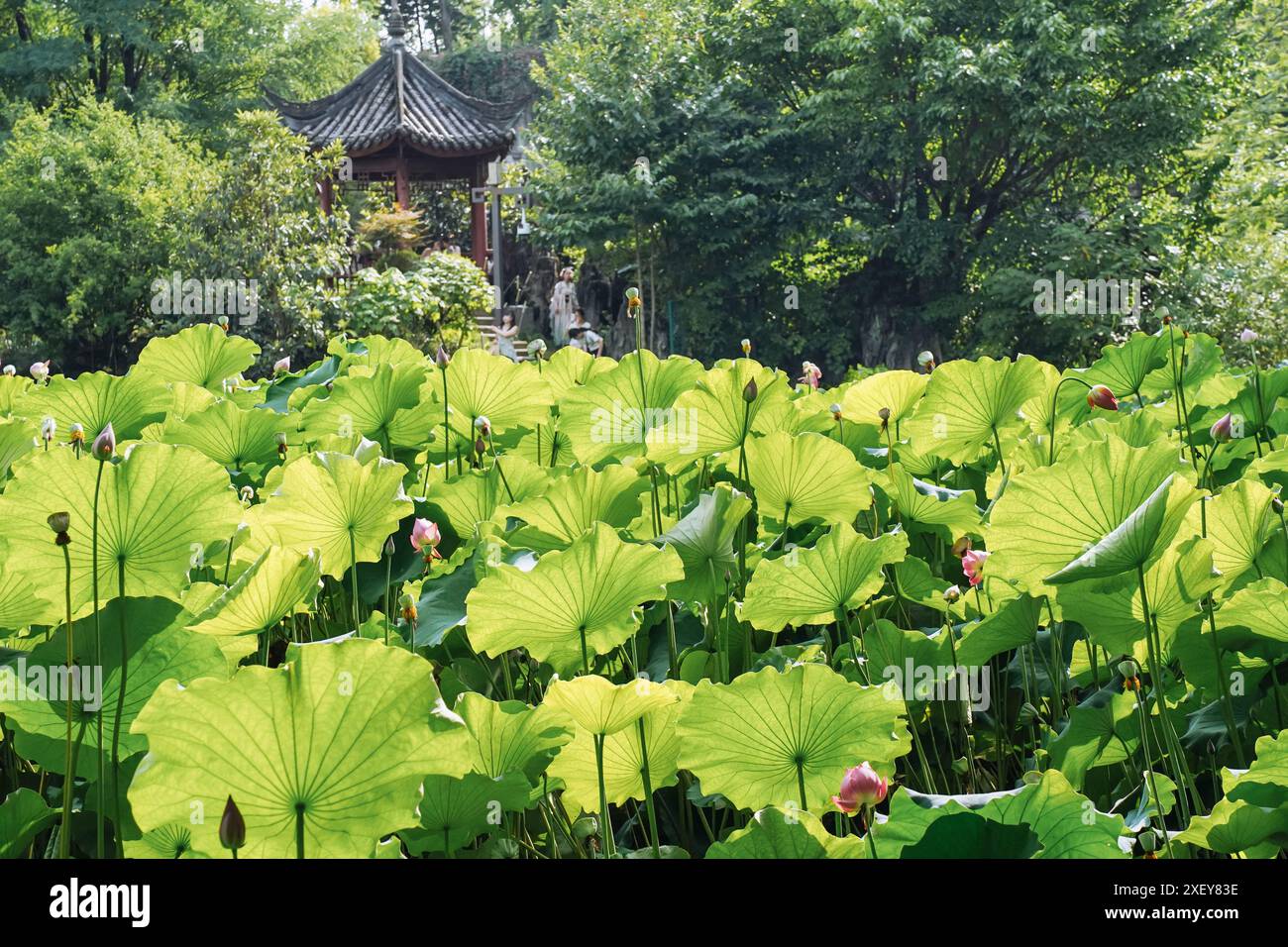 Traditional chinese pavilion in hi-res stock photography and images - Alamy