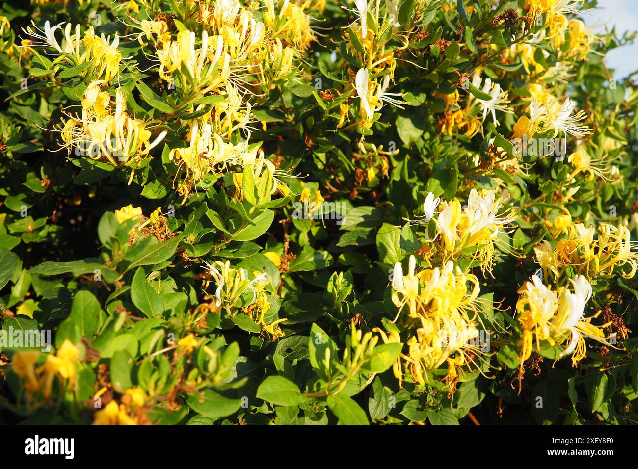 Lonicera japonica, Japanese honeysuckle and golden-and-silver ...
