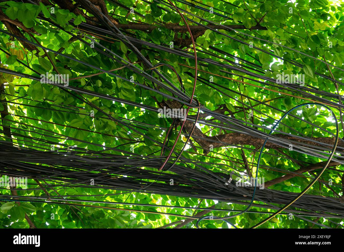 Electrical cable is fixed on a tree among branches with green foliage ...