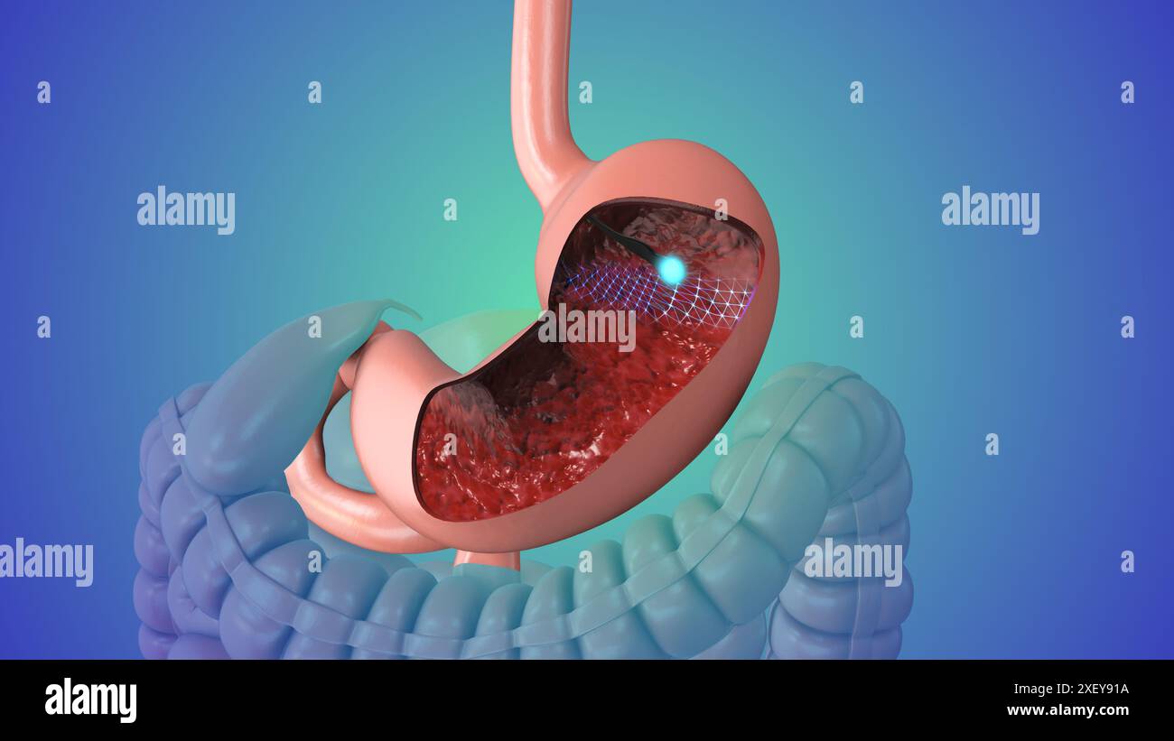 3D animation of the human digestive system Stock Photo - Alamy
