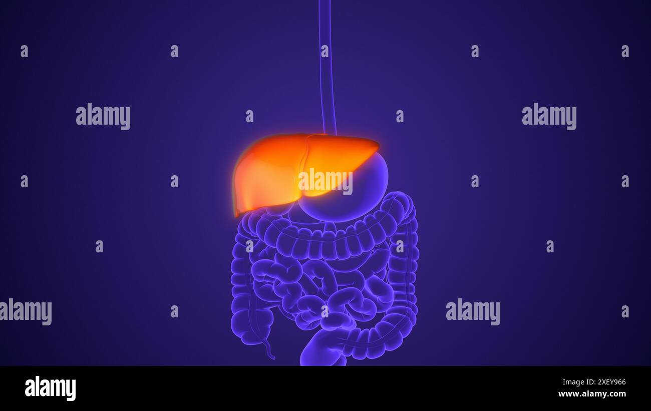 Human digestive system anatomy animation hi-res stock photography and ...