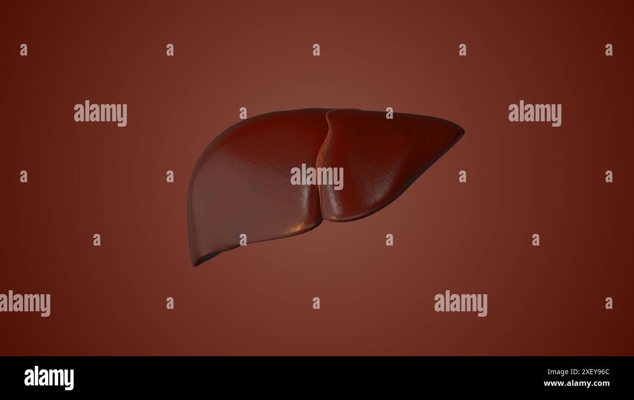 Gastrointestinal medical animation hi-res stock photography and images ...