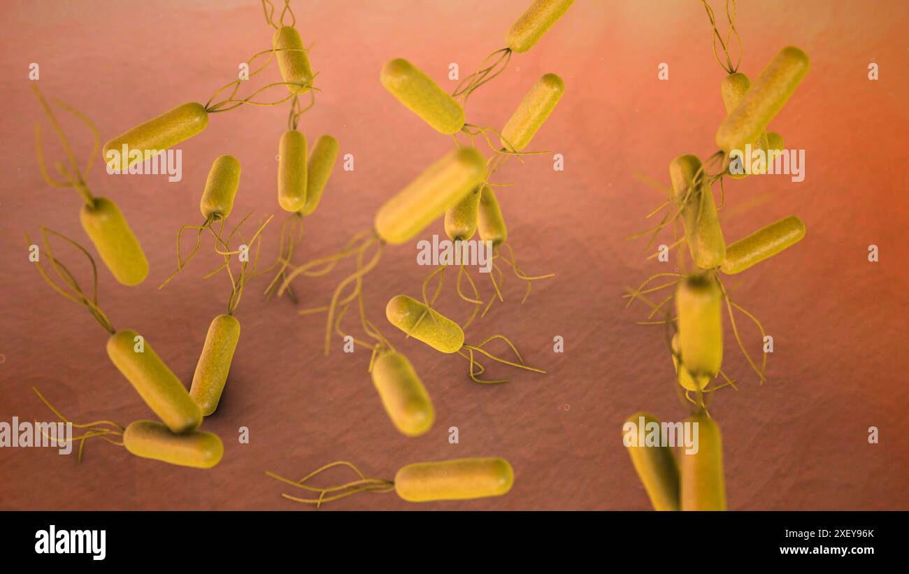 Medical animation of Helicobacter pylori bacteria inside stomach Stock ...