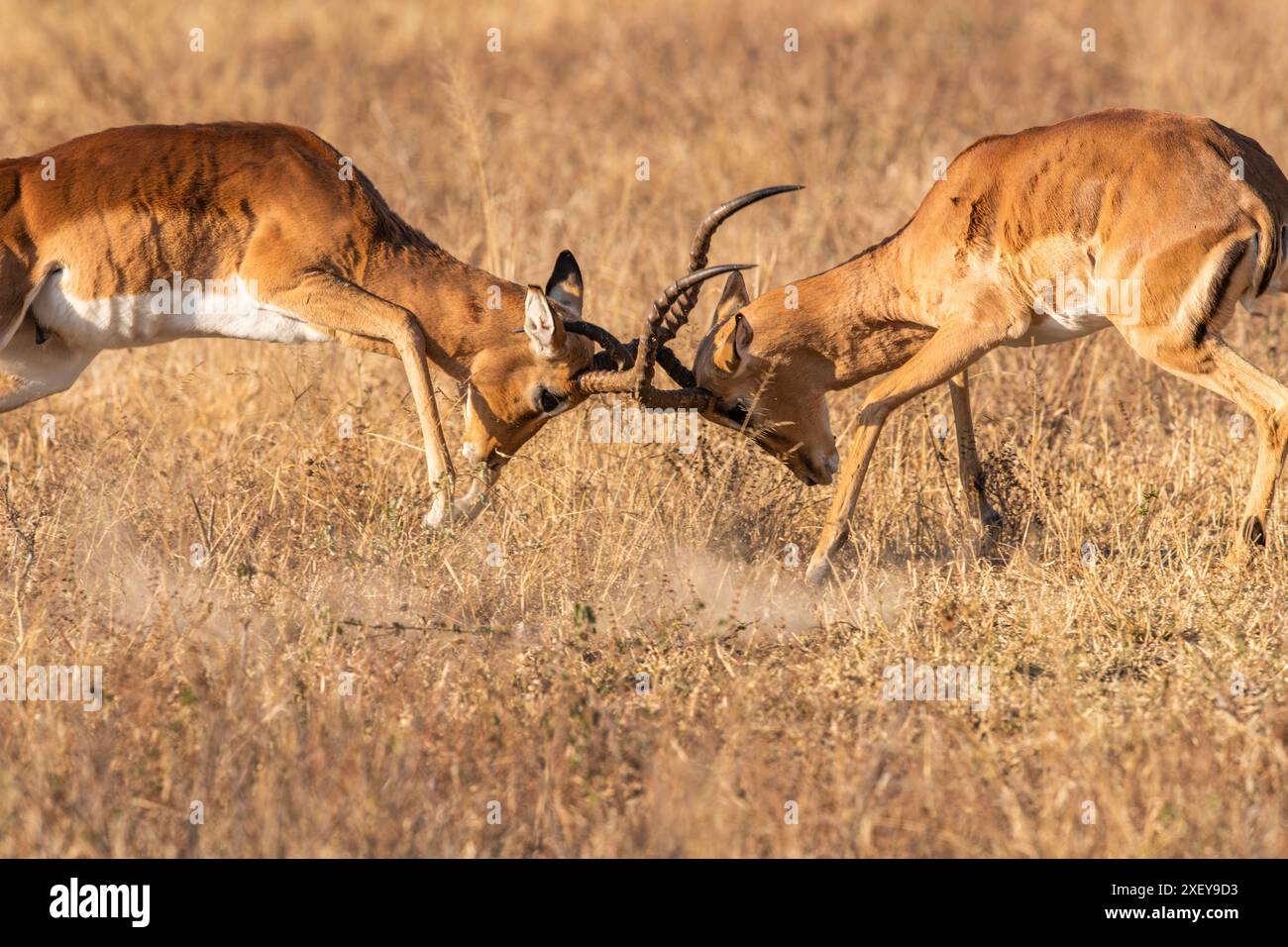 Impala males fighting Stock Photo - Alamy
