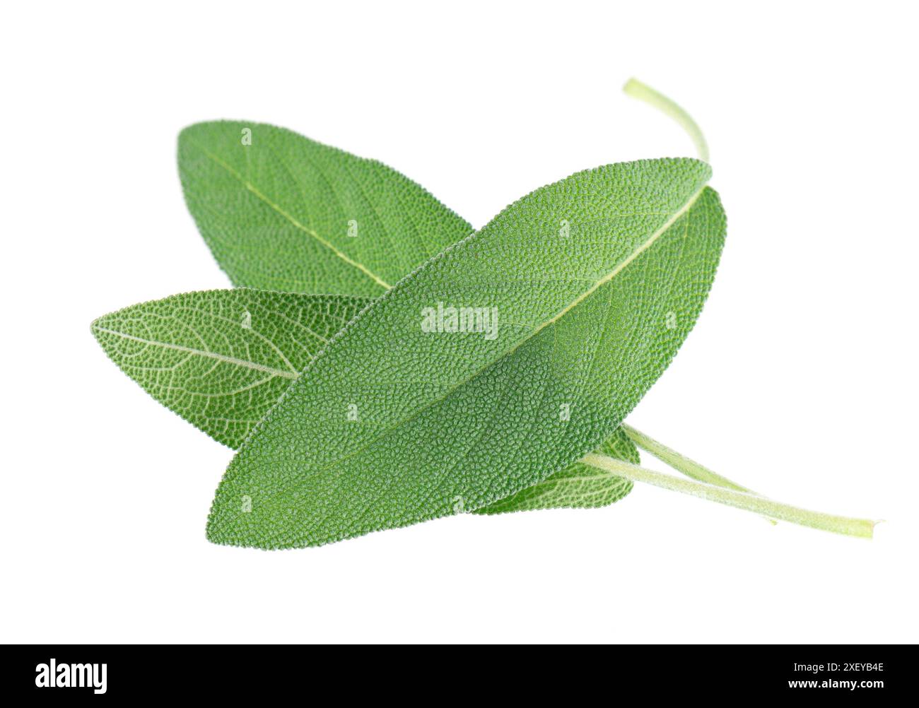 Fresh sage leaves isolated on white background. Salvia Officinalis ...