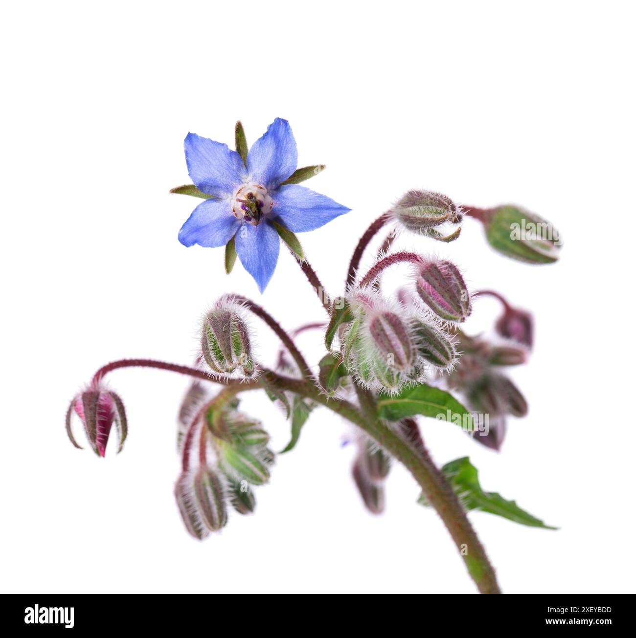 Borage flowers isolated on white background. Borago officinalis bush ...