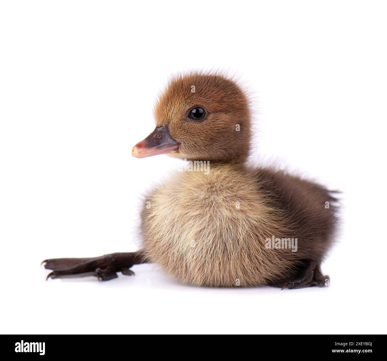 Newborn duckling isolated on white background. Little brown duck. Farm ...