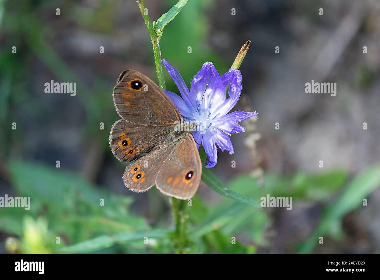 Ringlet butterfly (Aphantopus hyperantus) adult feeding on flower ...