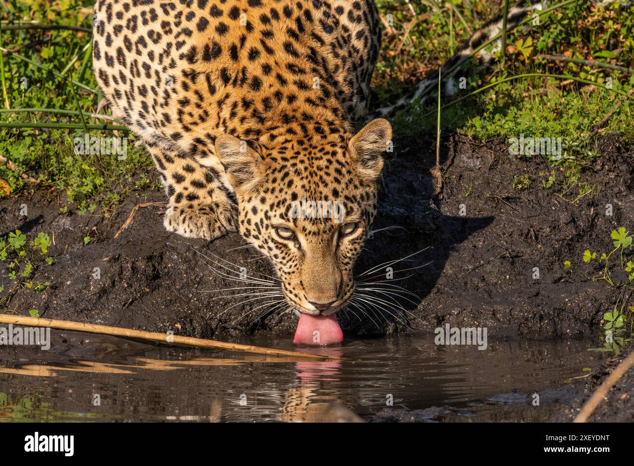 Leopard drinking hi-res stock photography and images - Alamy