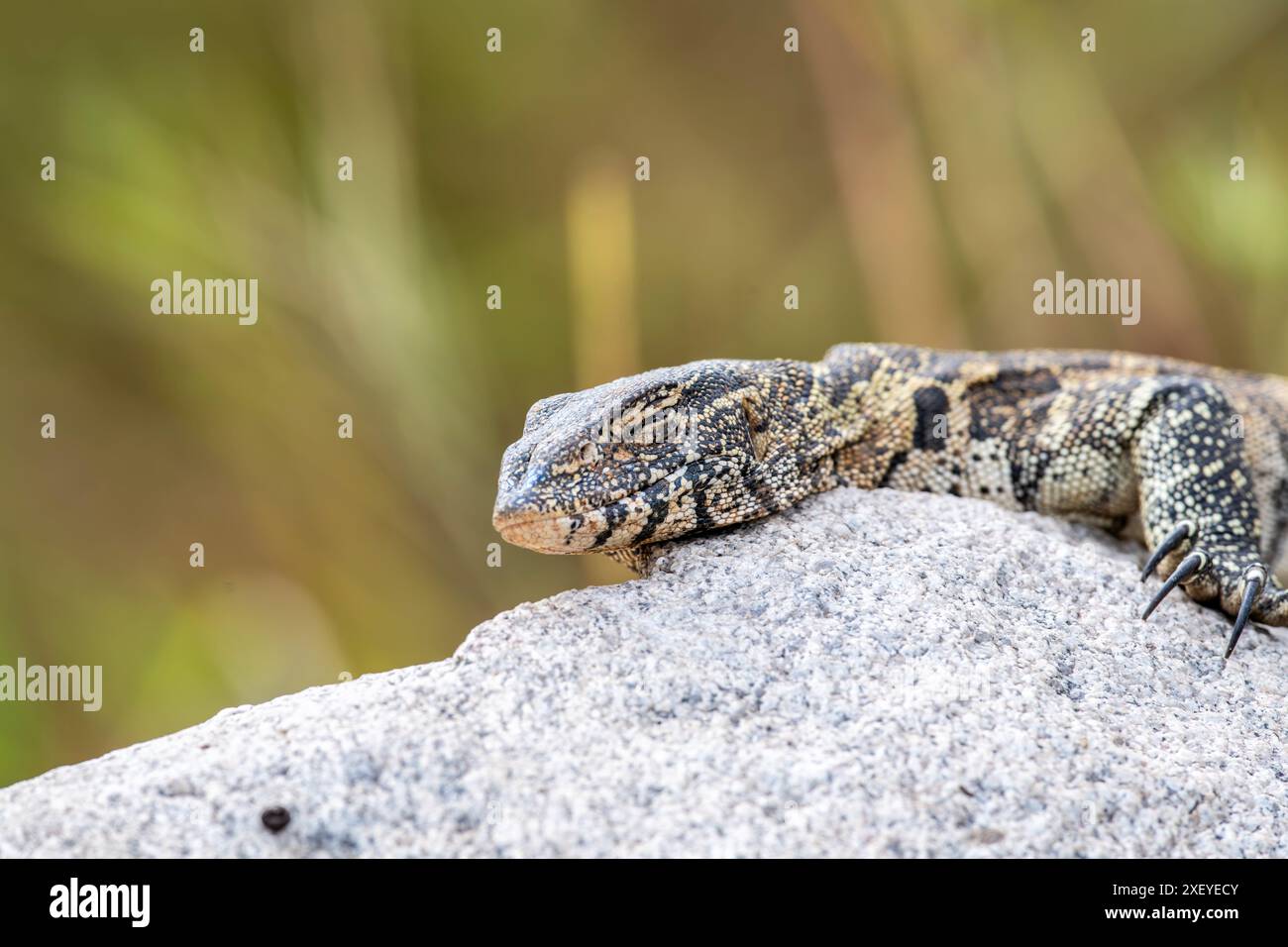 Rock monitor hi-res stock photography and images - Alamy