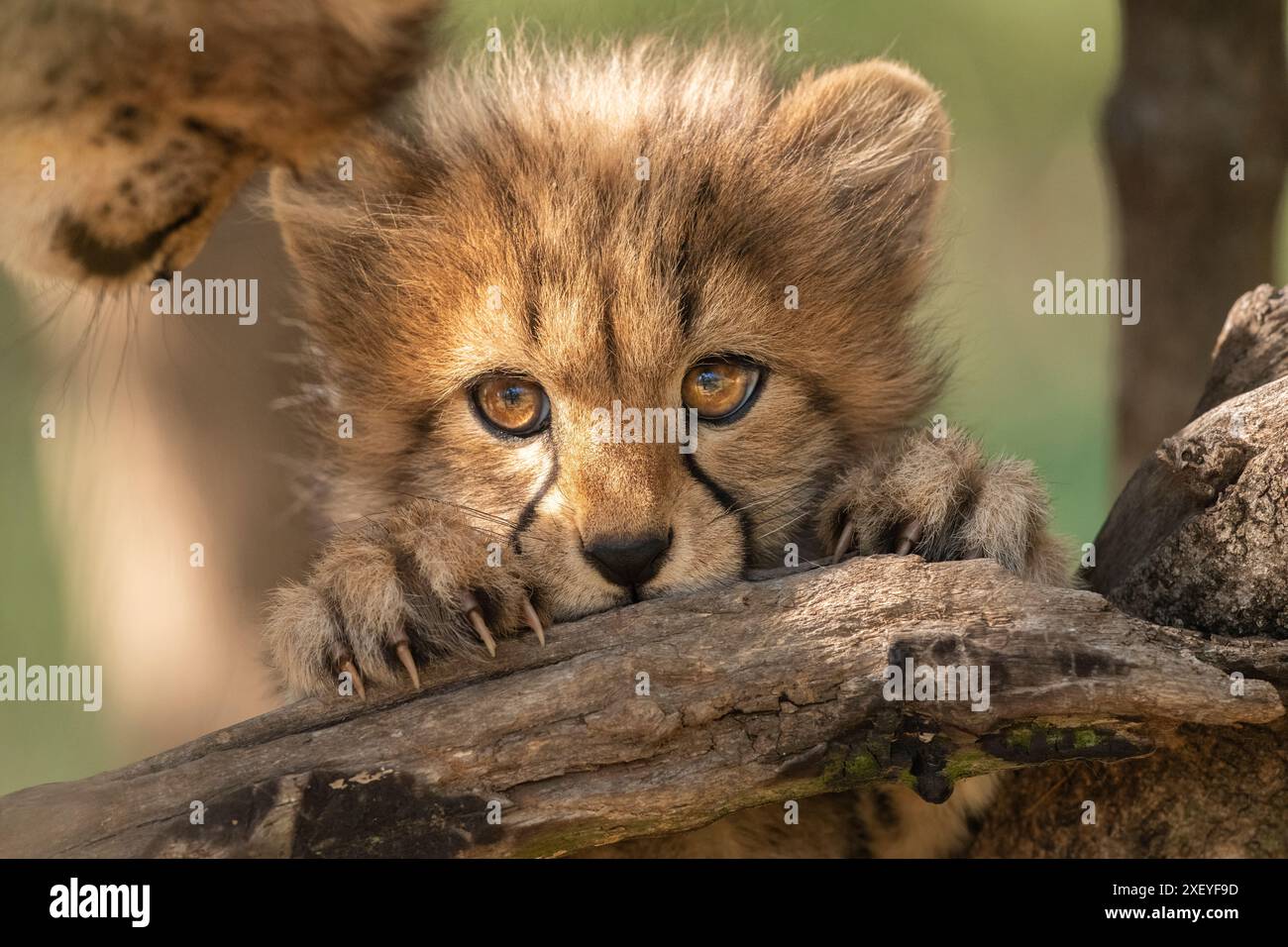 Cute cheetah cubs hi-res stock photography and images - Alamy