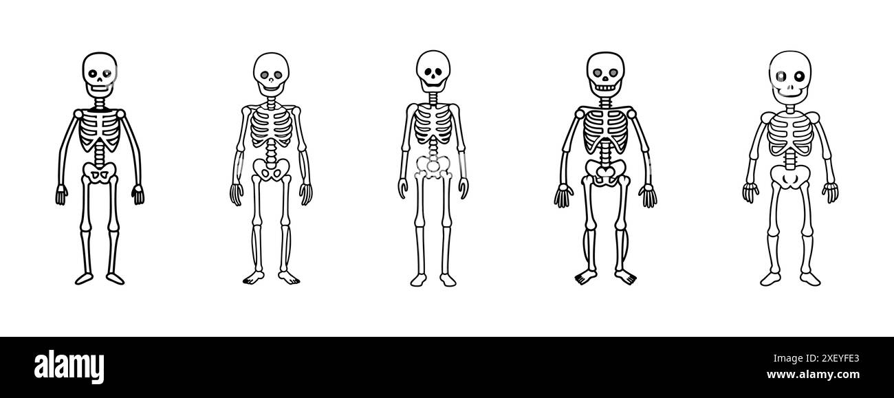 Set of Black outlines of human skeletons isolated on a white background ...