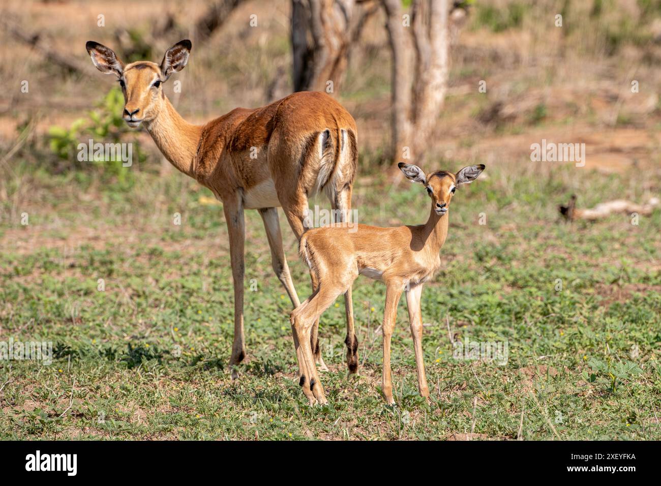 Impala female and calf Stock Photo - Alamy