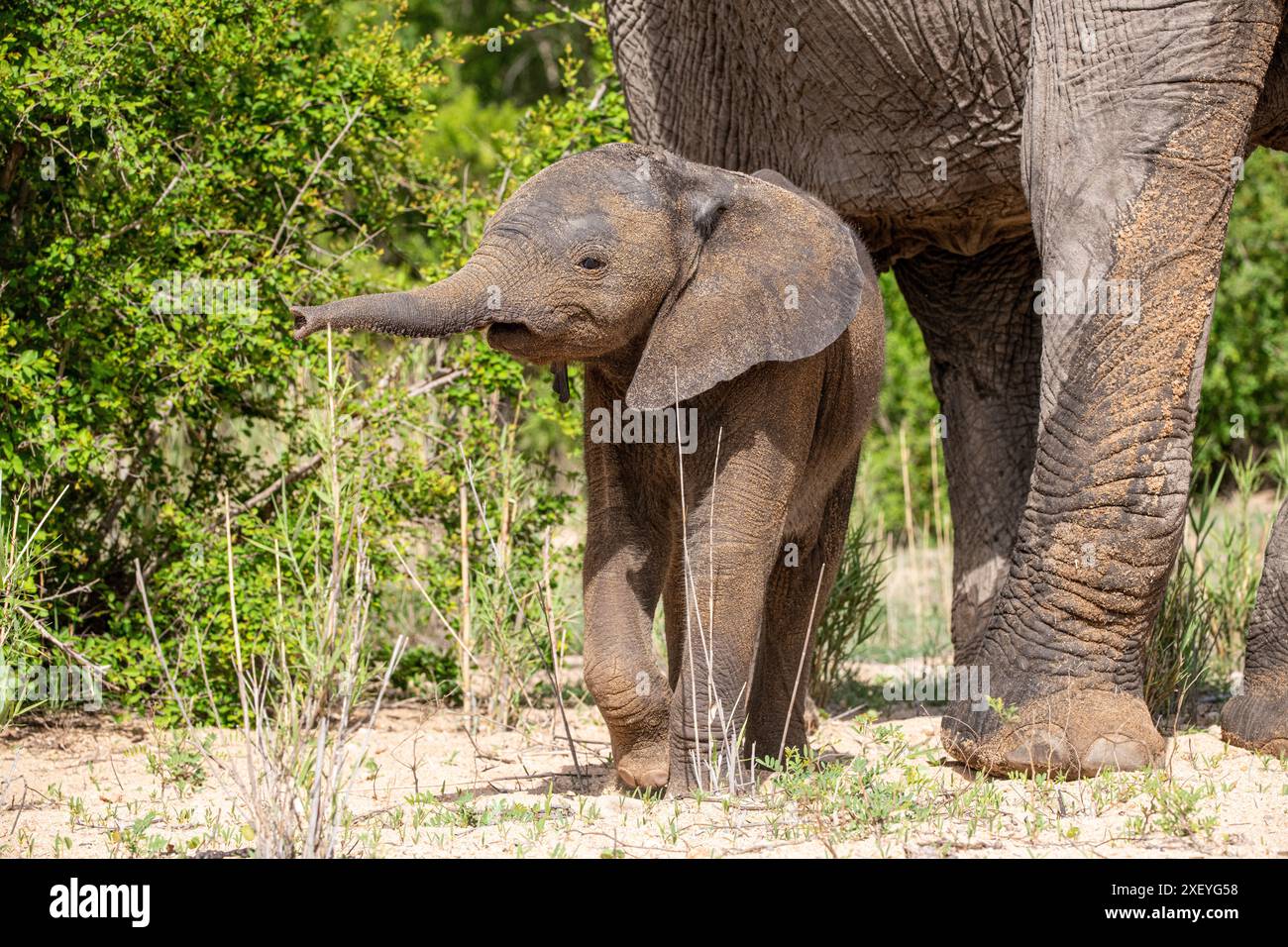 Calf elephant and play hi-res stock photography and images - Alamy