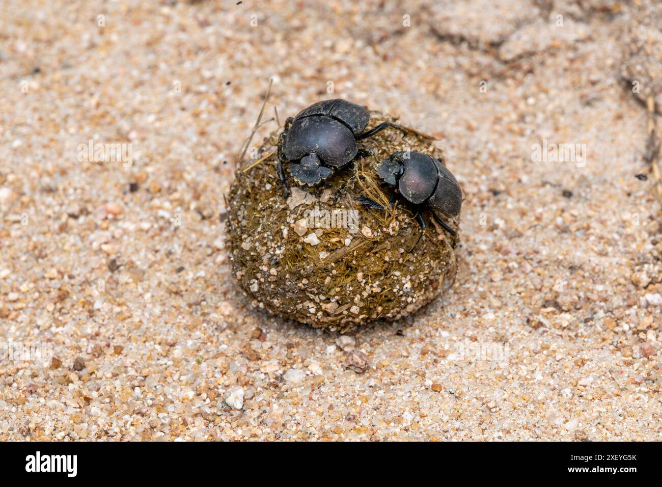 Beetle south africa hi-res stock photography and images - Alamy