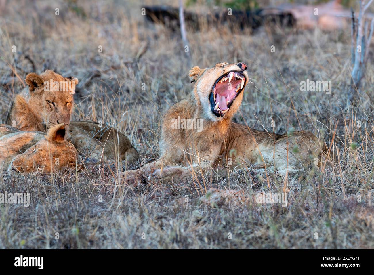 Lion penthera leo hi-res stock photography and images - Alamy