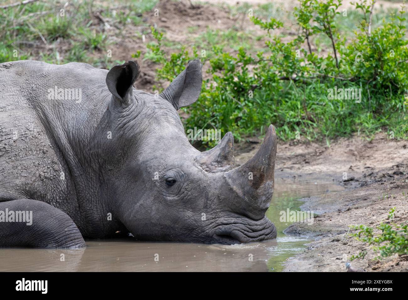 White rhino has a mud bath Stock Photo - Alamy