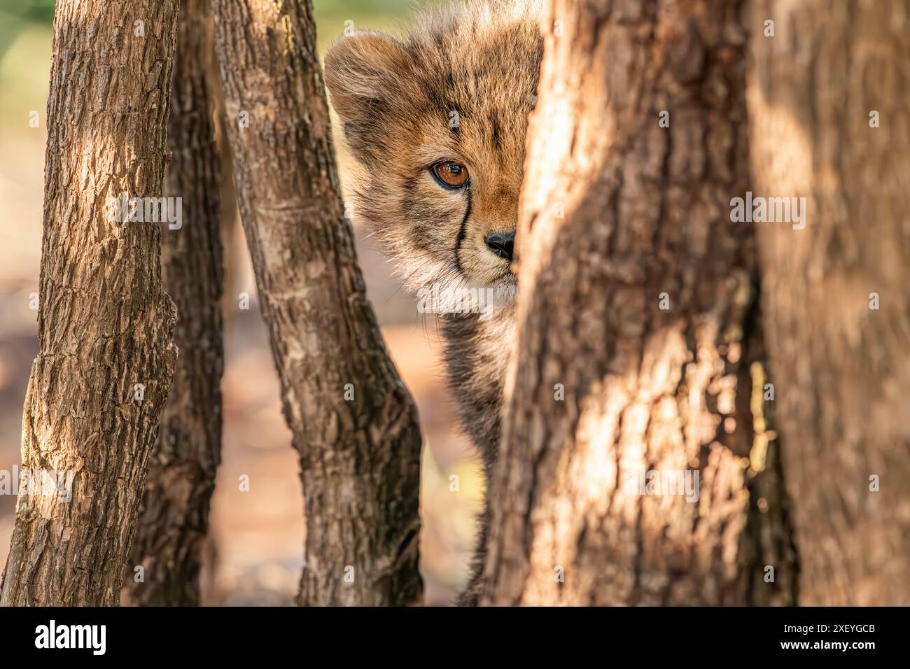 Cheetah from behind hi-res stock photography and images - Alamy