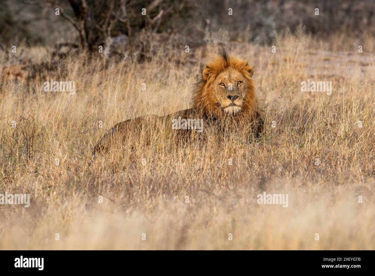 Penthera leo hi-res stock photography and images - Alamy