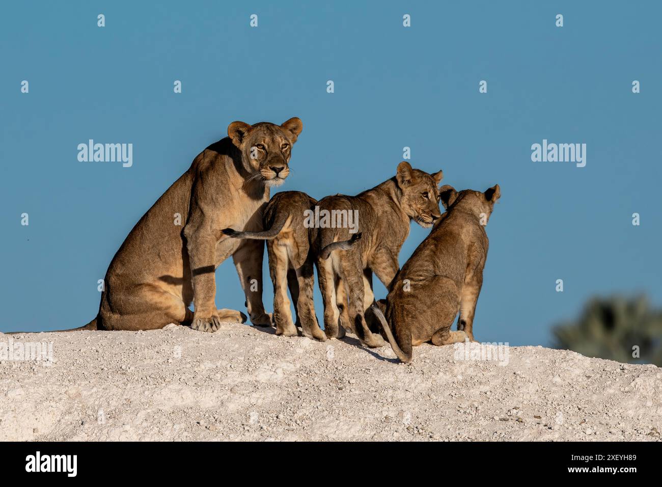 Penthera leo hi-res stock photography and images - Alamy