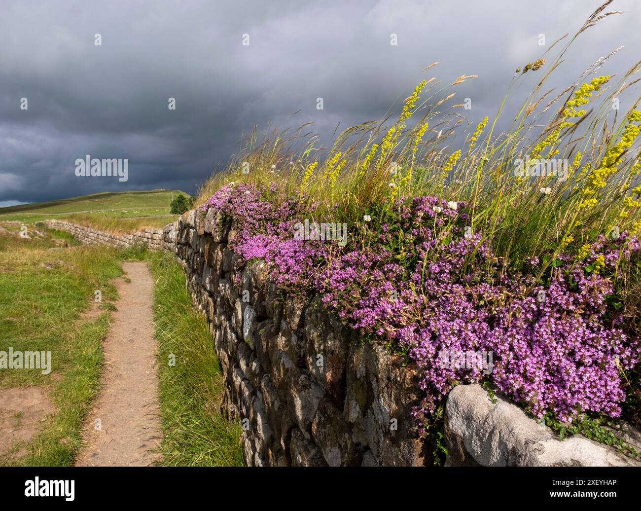 Creeping Thyme growing on Hadrian's Wall, Steel Rigg, Northumberland ...
