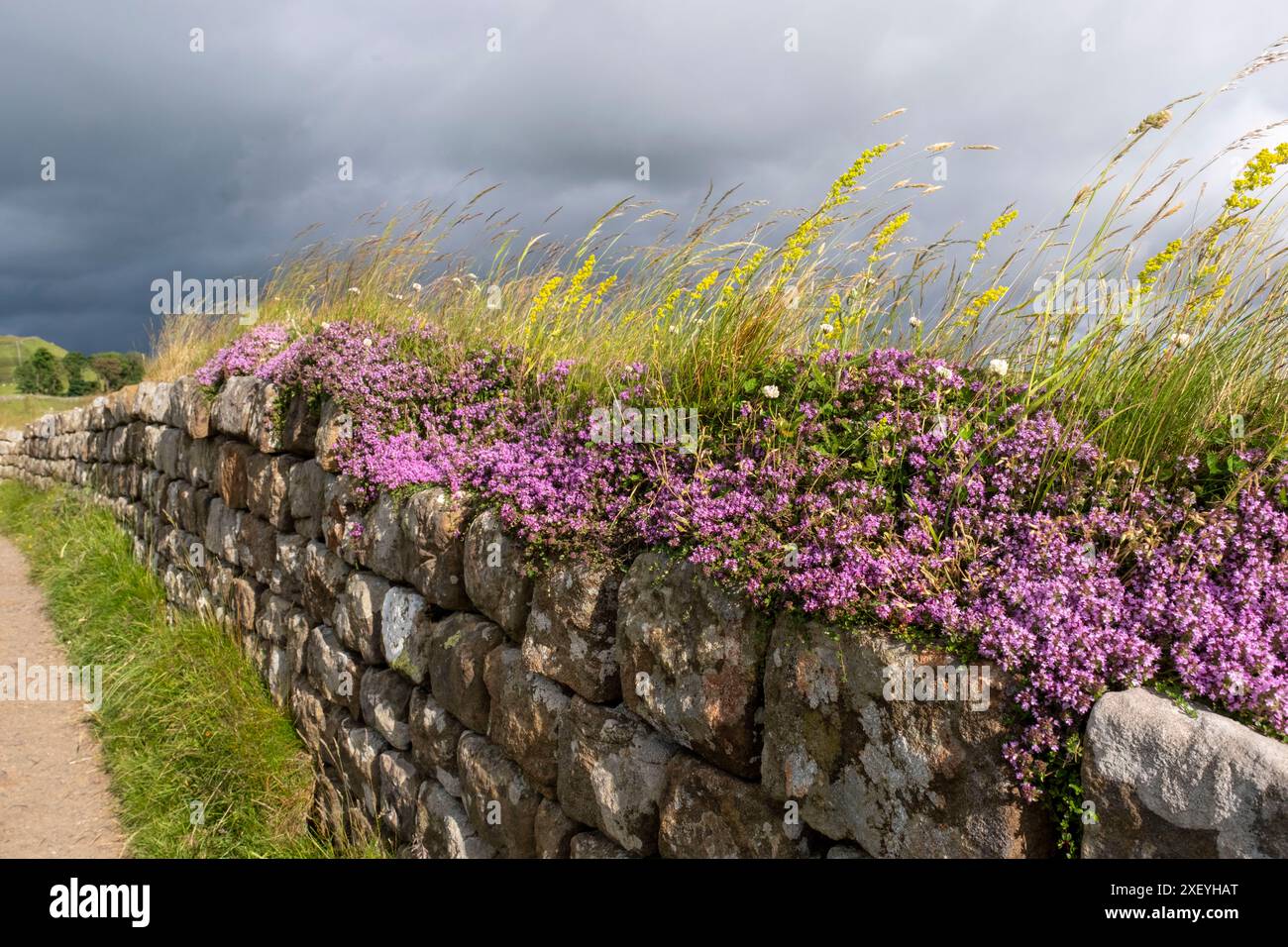 Creeping Thyme growing on Hadrian's Wall, Steel Rigg, Northumberland ...
