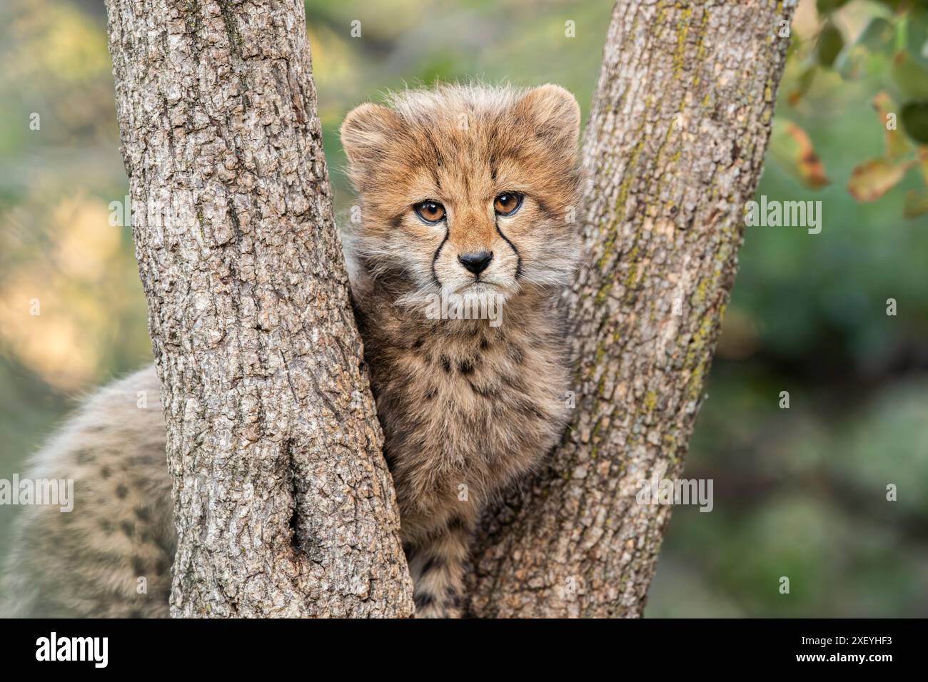 Cheetah cub in tree Stock Photo - Alamy