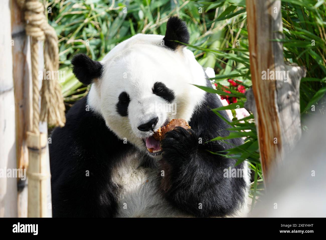 (240630) -- XINING, June 30, 2024 (Xinhua) -- A giant panda enjoys food ...
