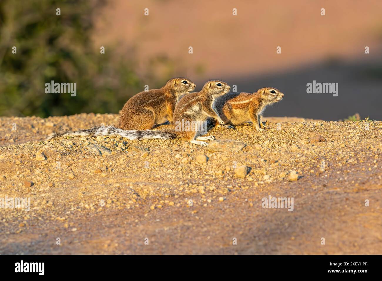 African striped ground squirrel hi-res stock photography and images - Alamy