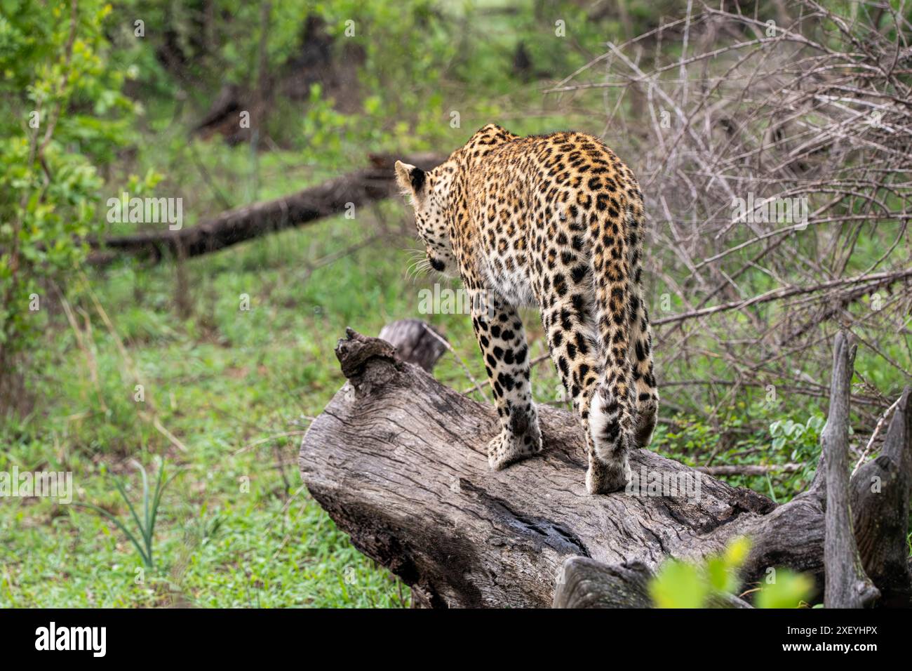 Stalking leopard hi-res stock photography and images - Alamy