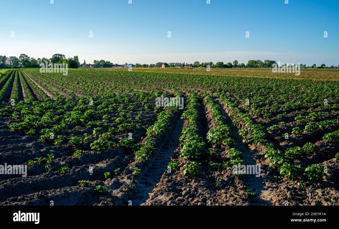 Rural landscape around sunset in the Westhoek, Belgium Stock Photo - Alamy