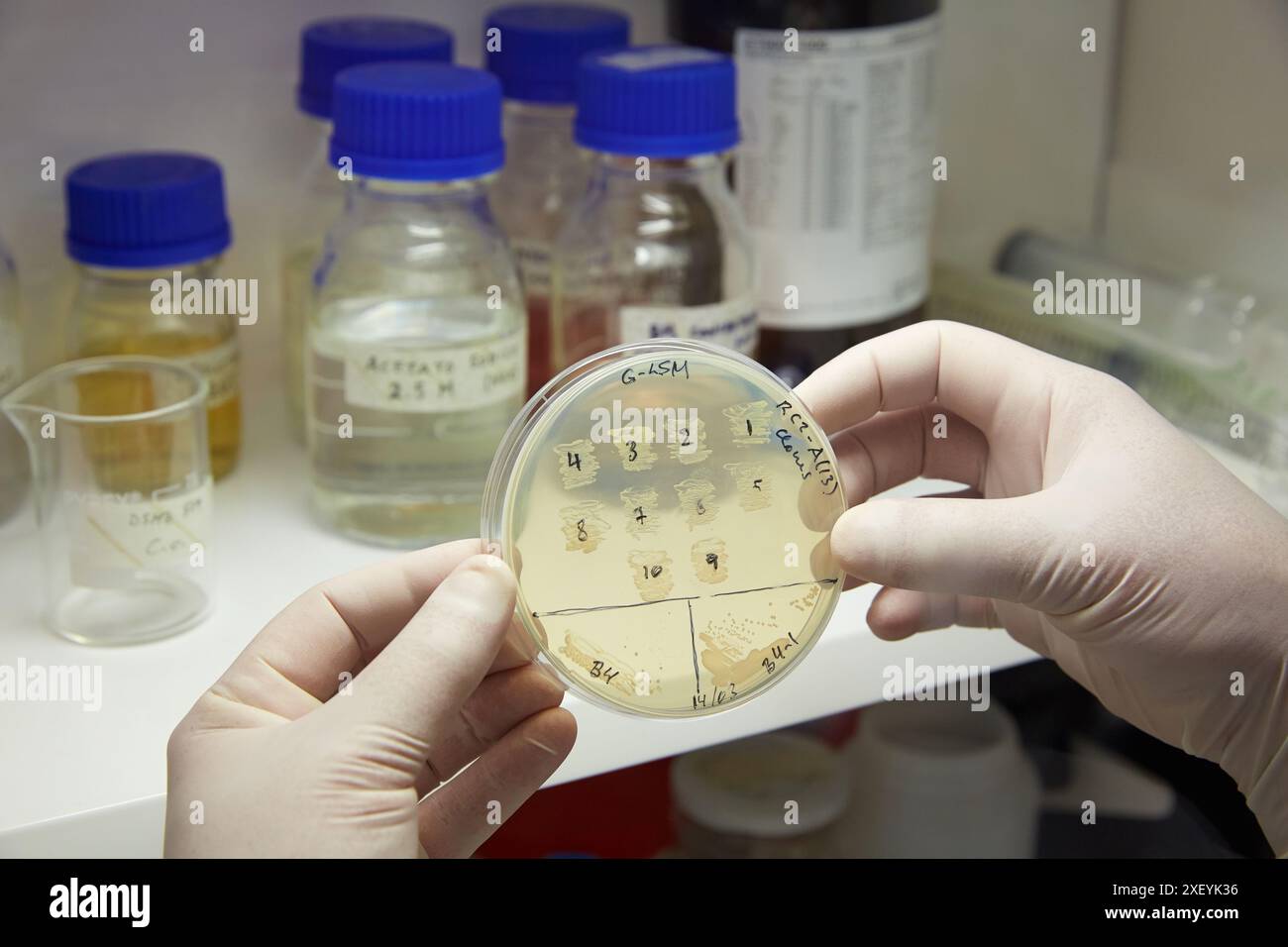 Anaerobic cabinet. Growth of anaerobic bacteria in the absence of ...