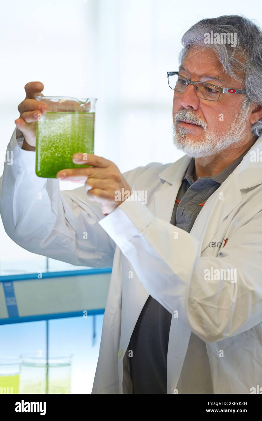 Algae culture. Algae biofuel research. Organic Laboratory. Energy and ...