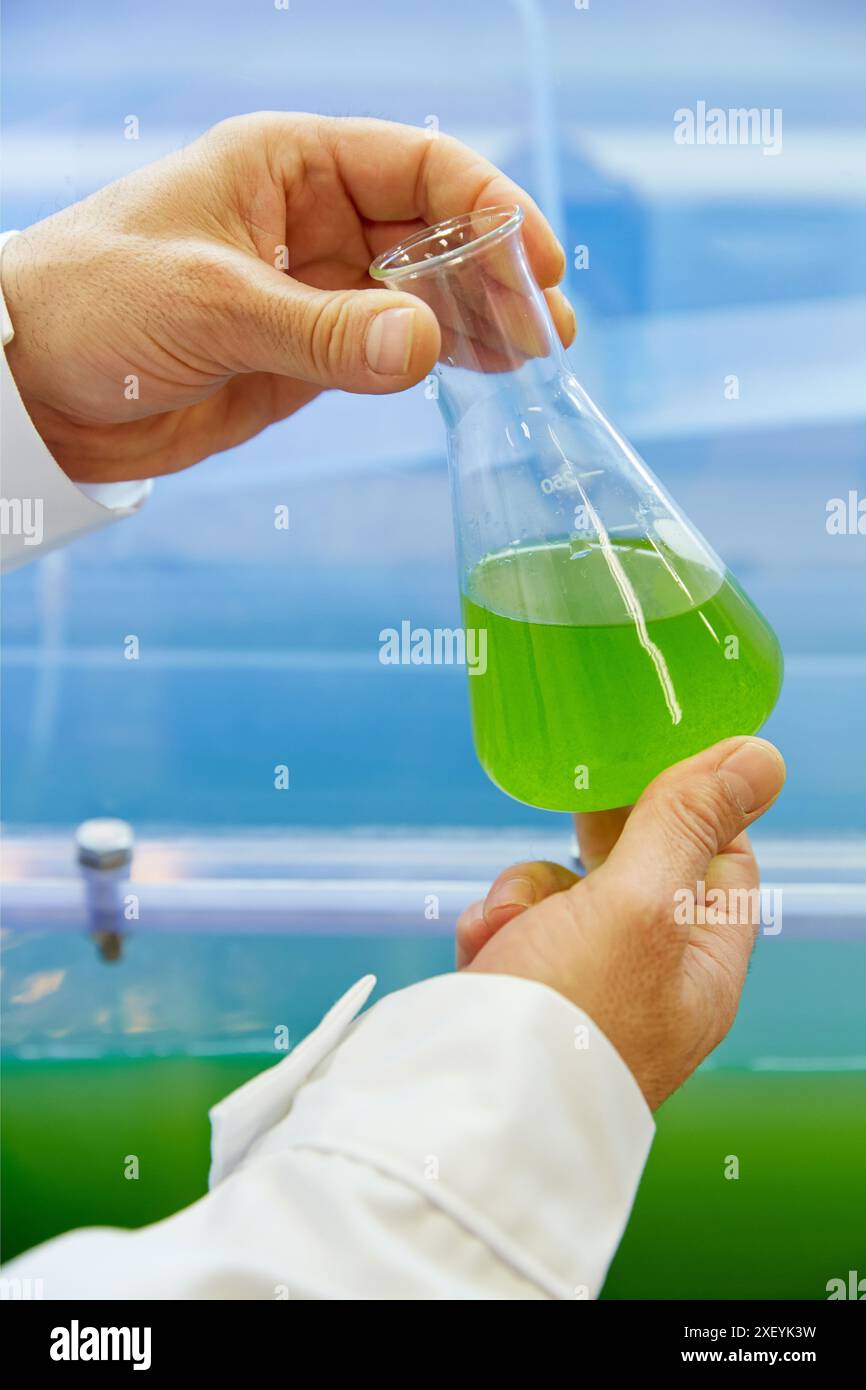 Raceway. Reactor for microalgae cultivation. Algae biofuel research ...