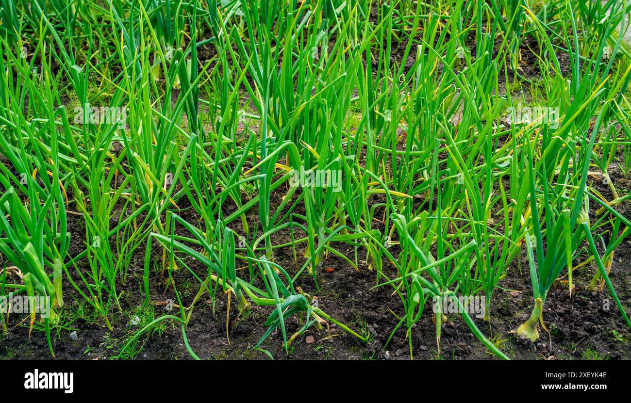 Onion allium cepa field hi-res stock photography and images - Alamy