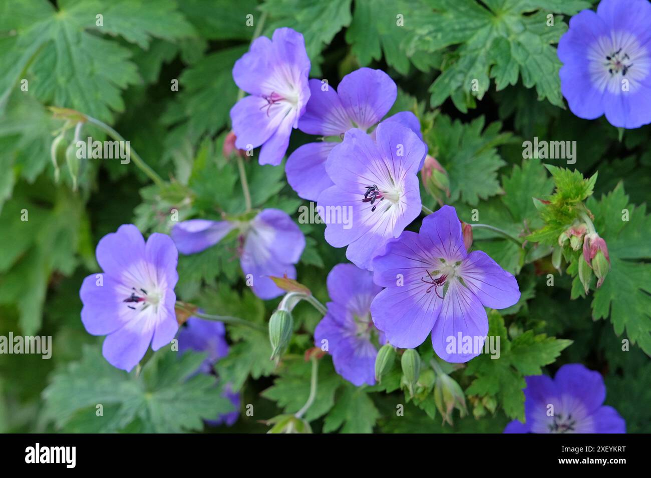 Purple and white Hardy Geranium Cranesbill ‘Rozanne’ in flower Stock ...