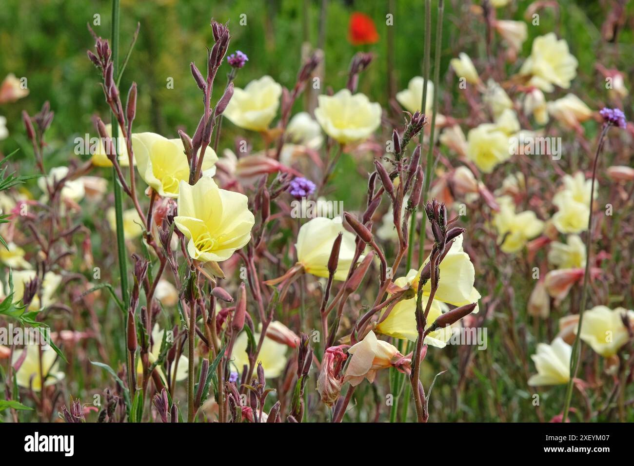 Yellow evening primrose Oenothera odorata ‘Apricot Delight’ in flower Stock Photo - Alamy
