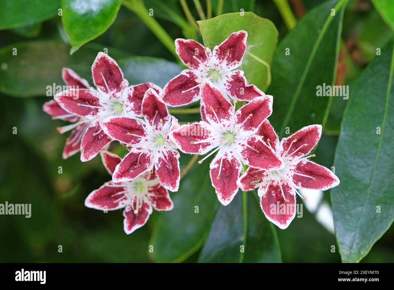 Red and white Kalmia latifolia ‘Galaxy’ mountain laurel, in flower ...