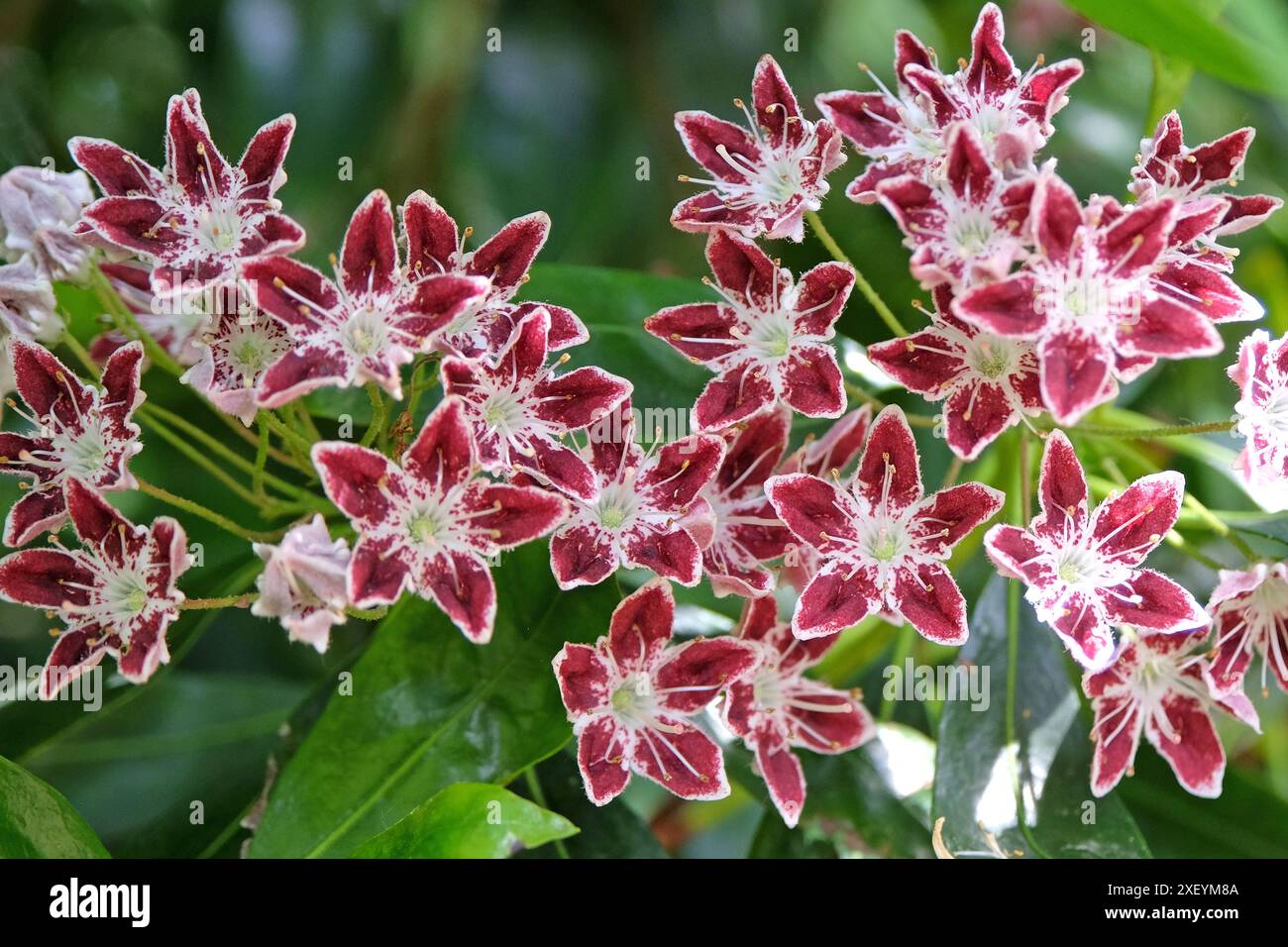 Kalmia latifolia galaxy hi-res stock photography and images - Alamy