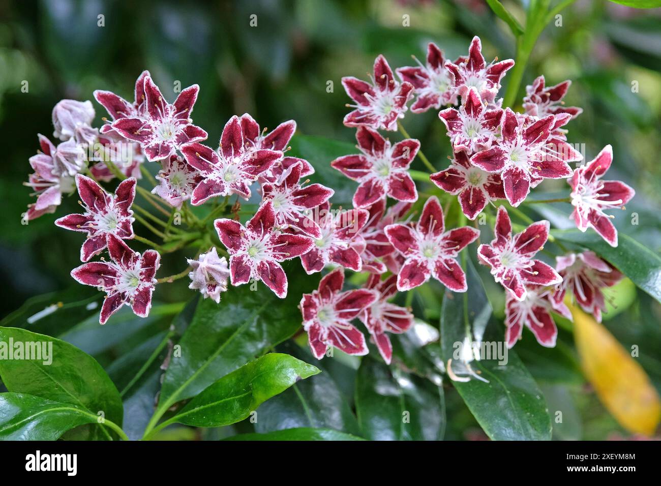 Kalmia latifolia galaxy hi-res stock photography and images - Alamy