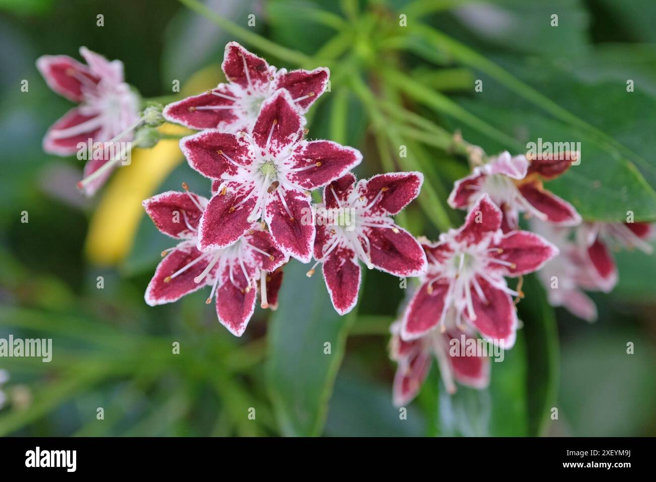 Kalmia latifolia galaxy hi-res stock photography and images - Alamy
