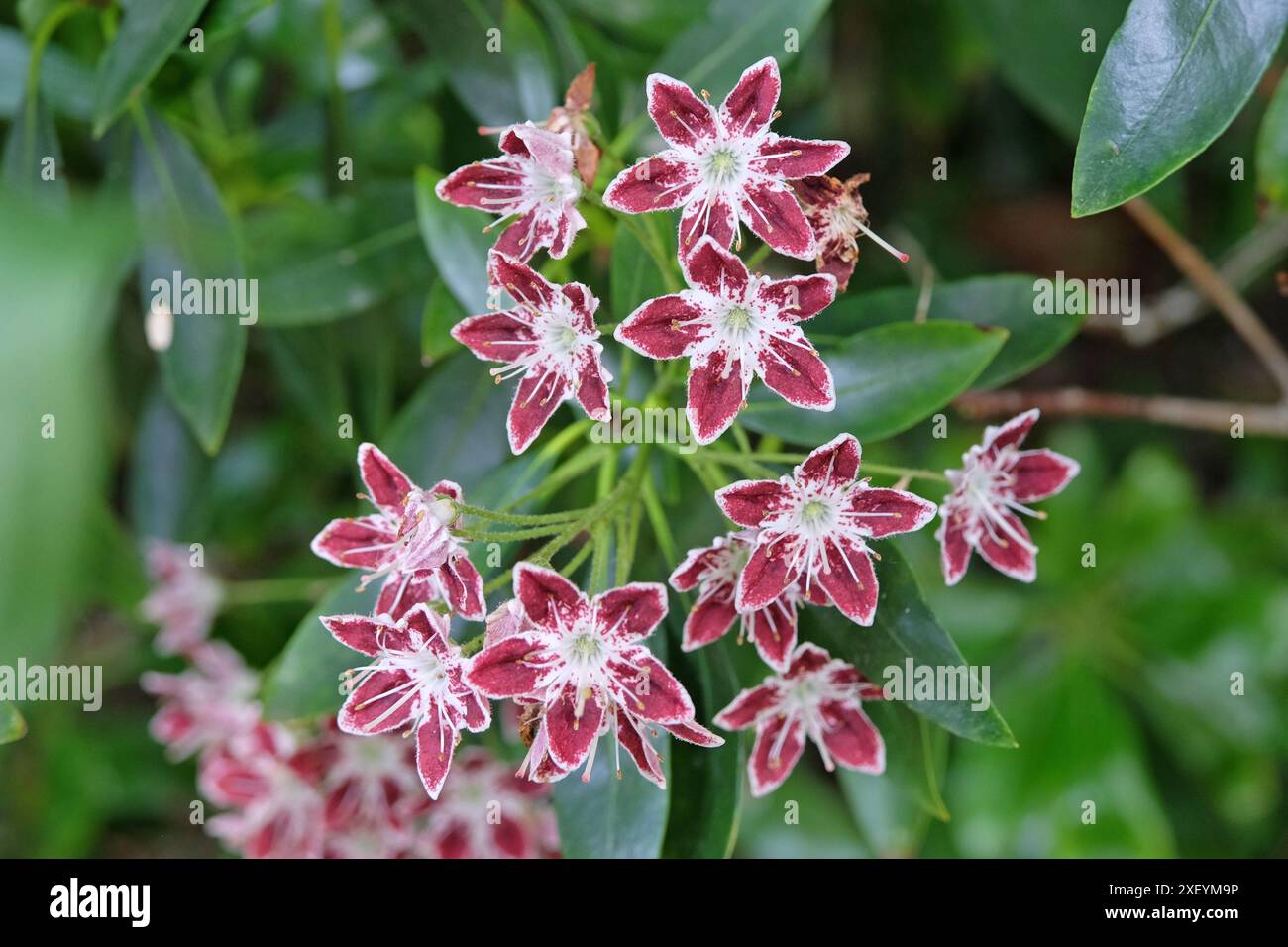 Kalmia latifolia galaxy hi-res stock photography and images - Alamy