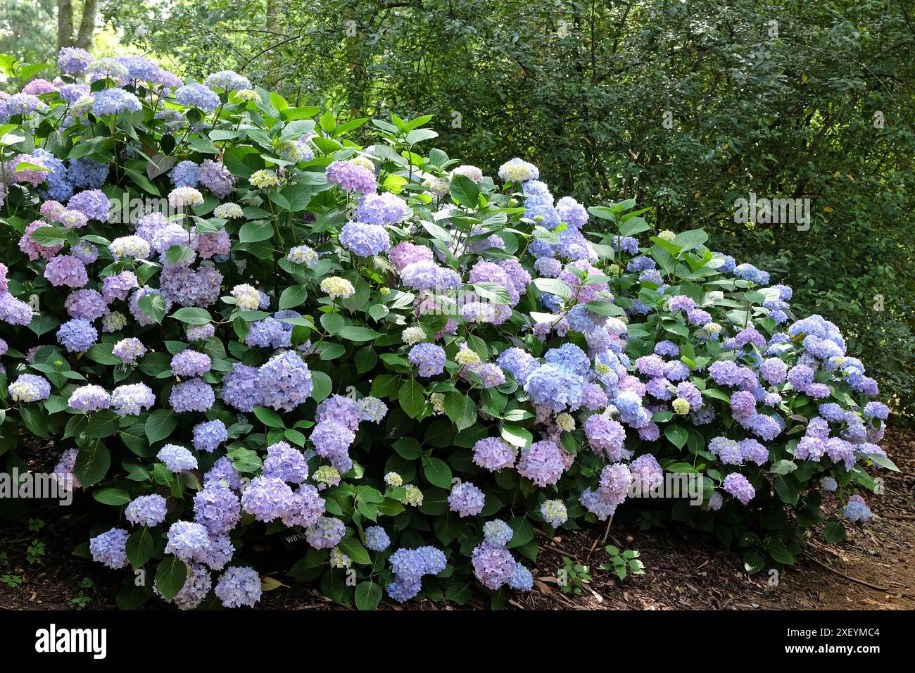 Blue and purple Mophead Hydrangea macrophylla ‘Endless Summer’ in ...