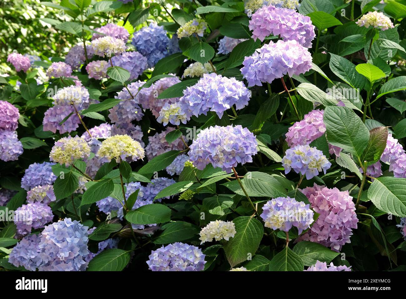 Blue and purple Mophead Hydrangea macrophylla ‘Endless Summer’ in ...