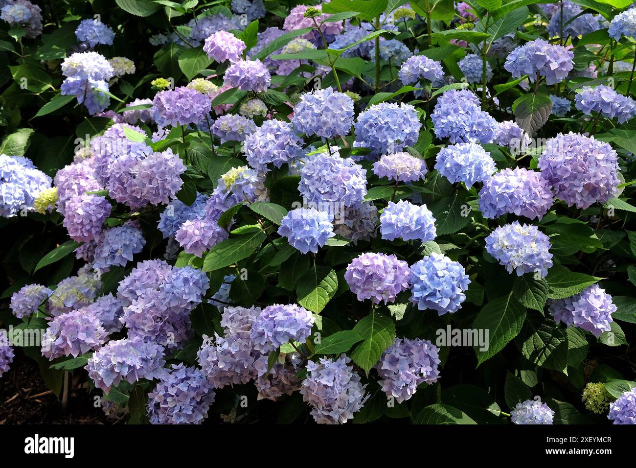 Blue and purple Mophead Hydrangea macrophylla ‘Endless Summer’ in flower Stock Photo - Alamy