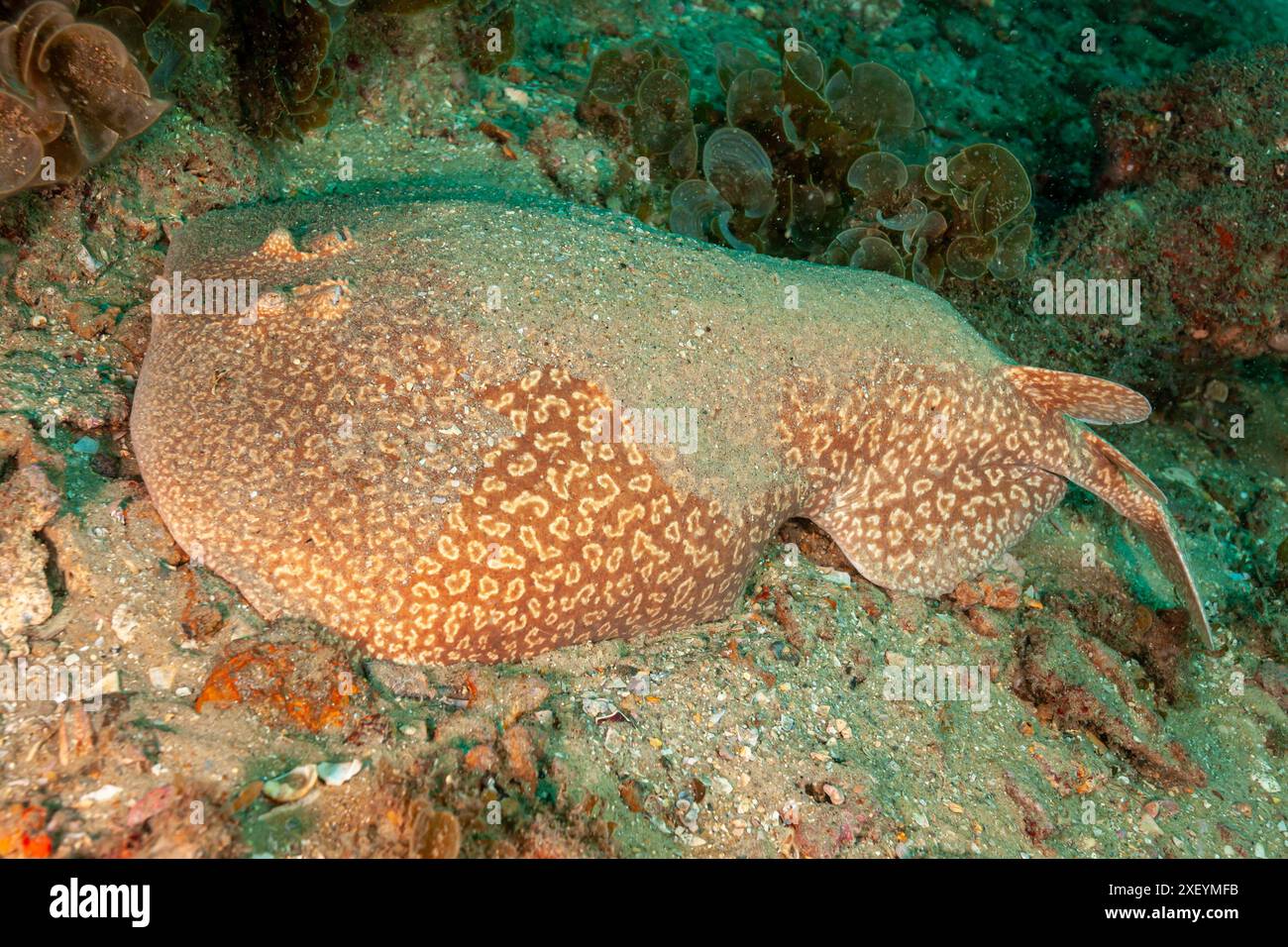 Mozambique, Maputo, Maputo cidade, Marbled Electric Ray (Torpedo ...