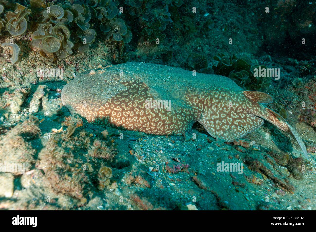 Torpedo marmorata hi-res stock photography and images - Alamy