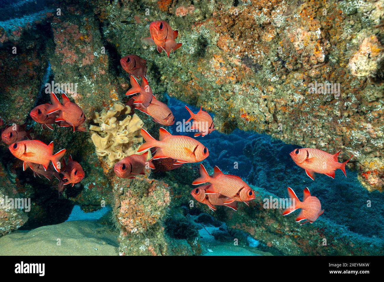 Mozambique, Maputo, Maputo cidade, Blotcheye Soldierfish (Myripristis ...